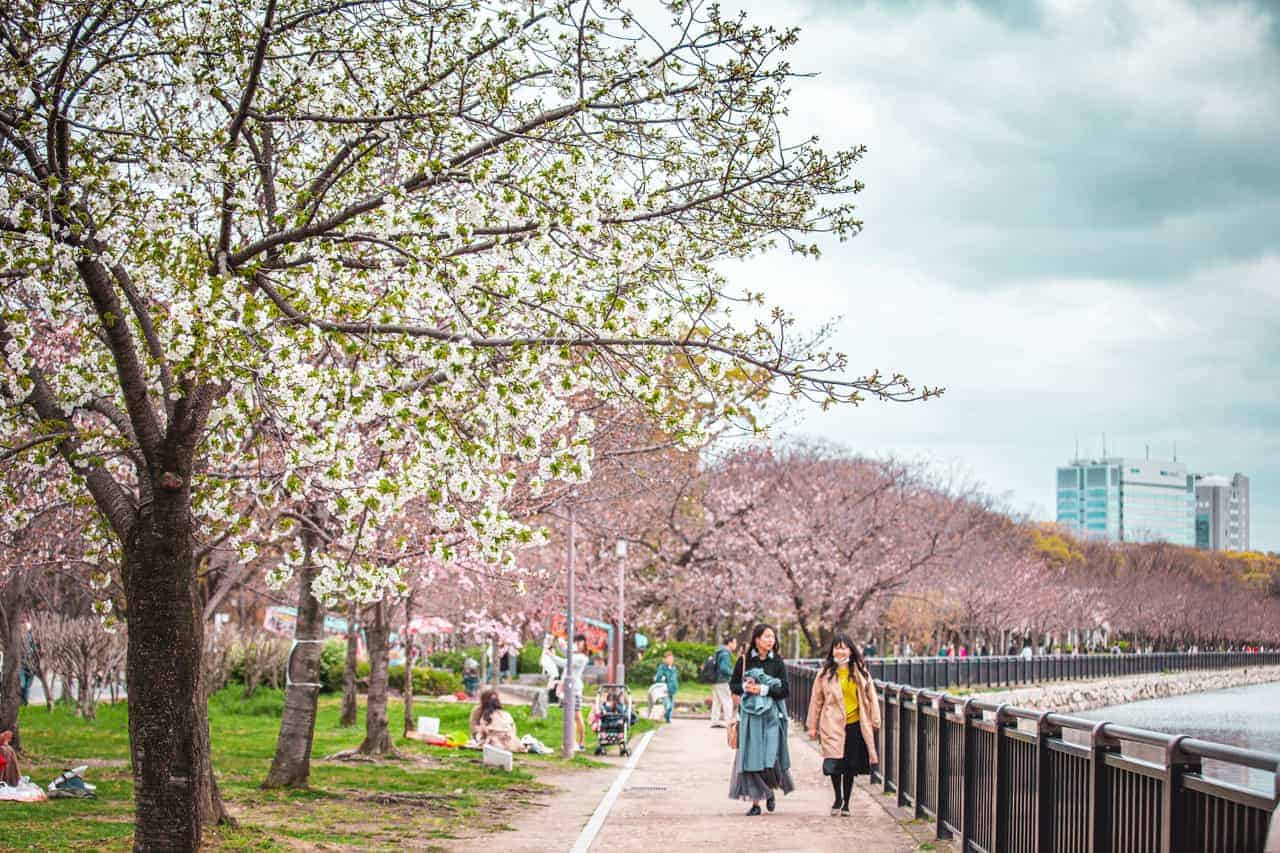 Sakura in Osaka: The Best Places to Enjoy Cherry Blossoms in 2024