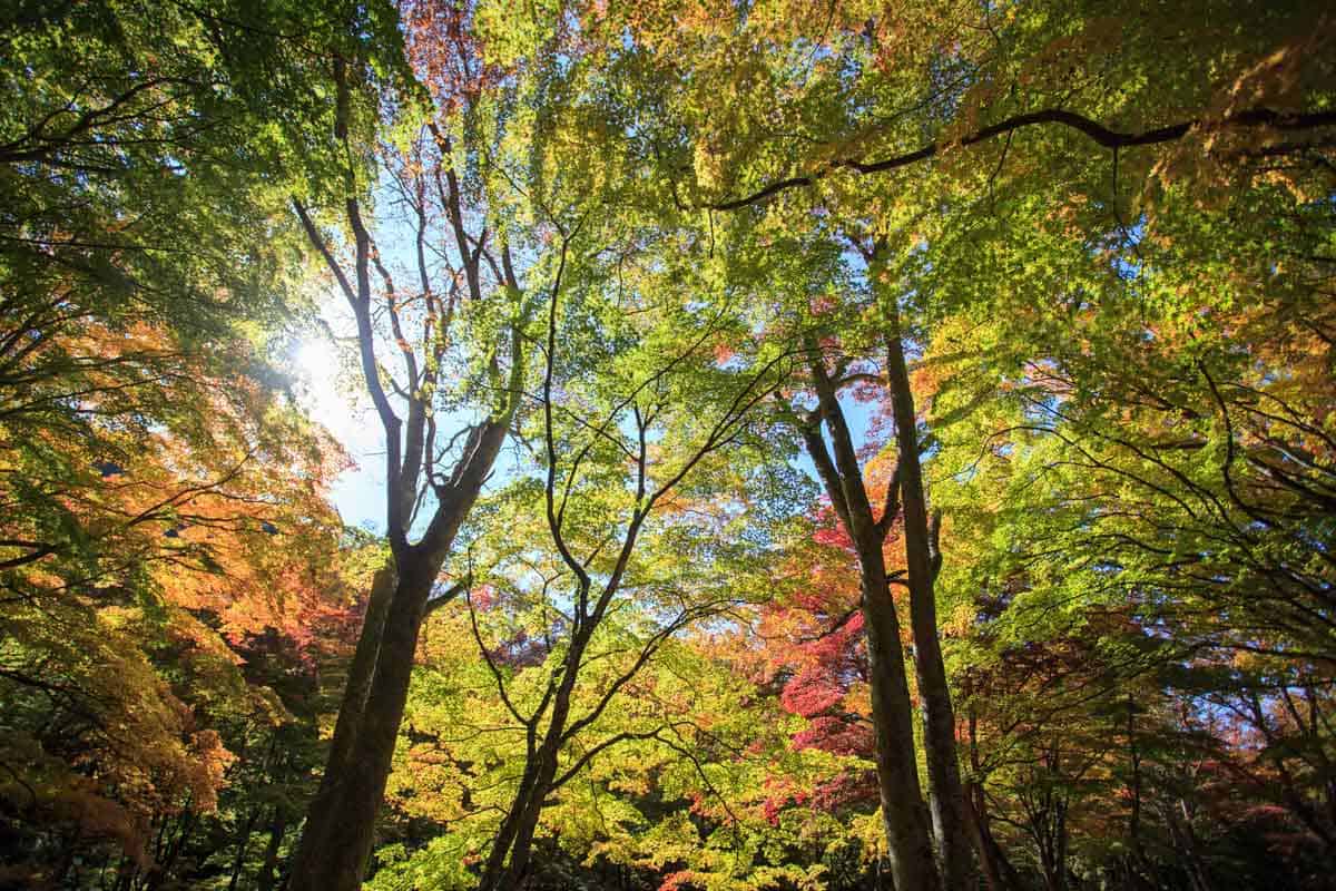 Here are the Best Autumn Foliage Spots to Visit in Tohoku