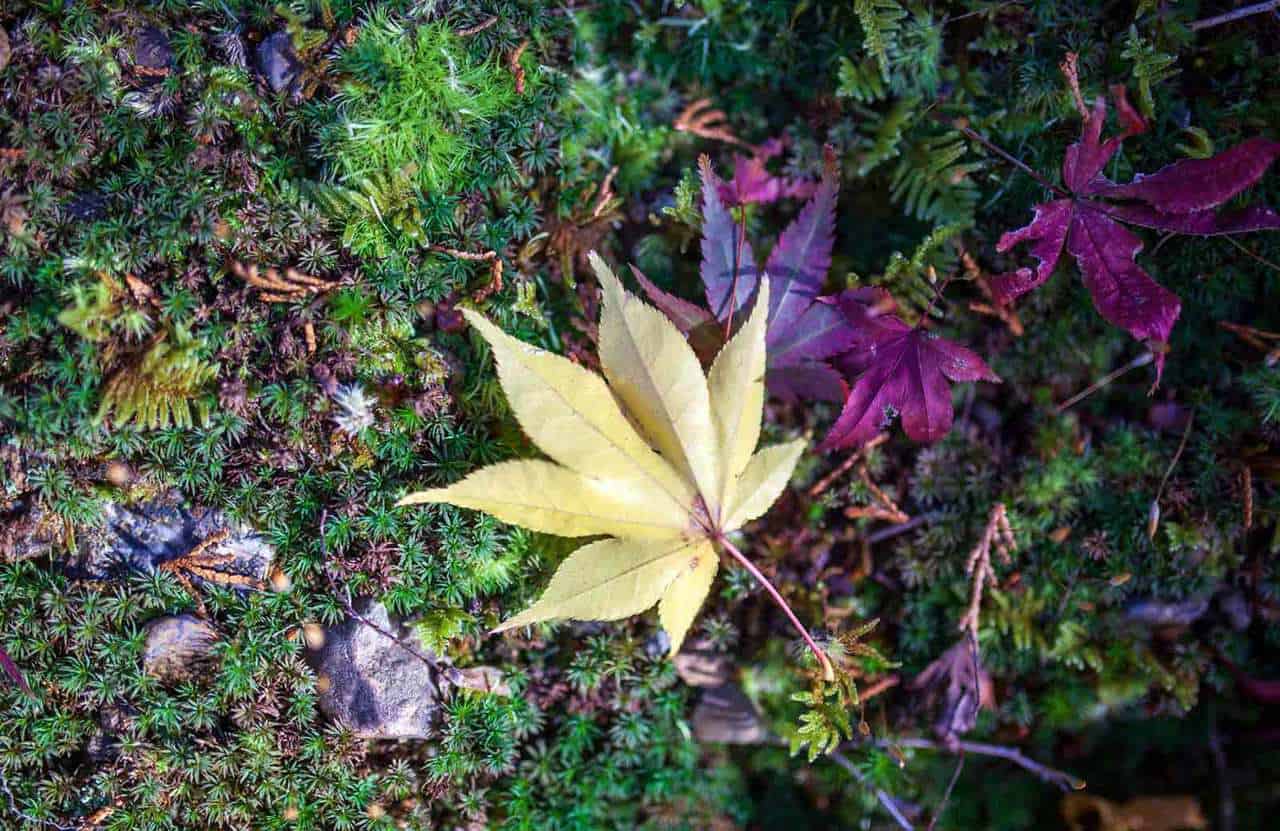 Fall Colors in Japan: Best Autumn Leaves Destinations To Visit