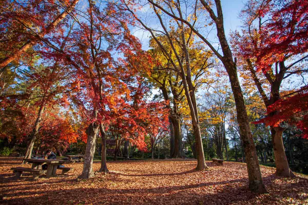 Fall Colors in Kyoto: Best Autumn Foliage Spots to Visit in Japan