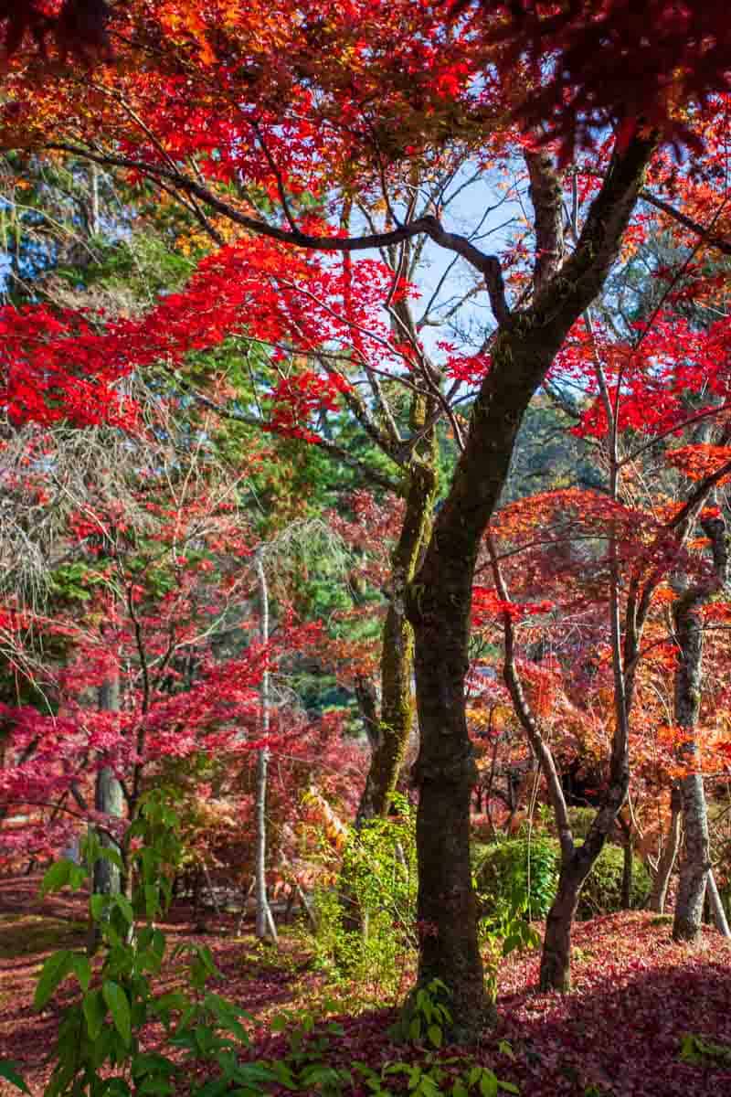 Fall Colors in Kyoto: Best Autumn Foliage Spots to Visit in Japan
