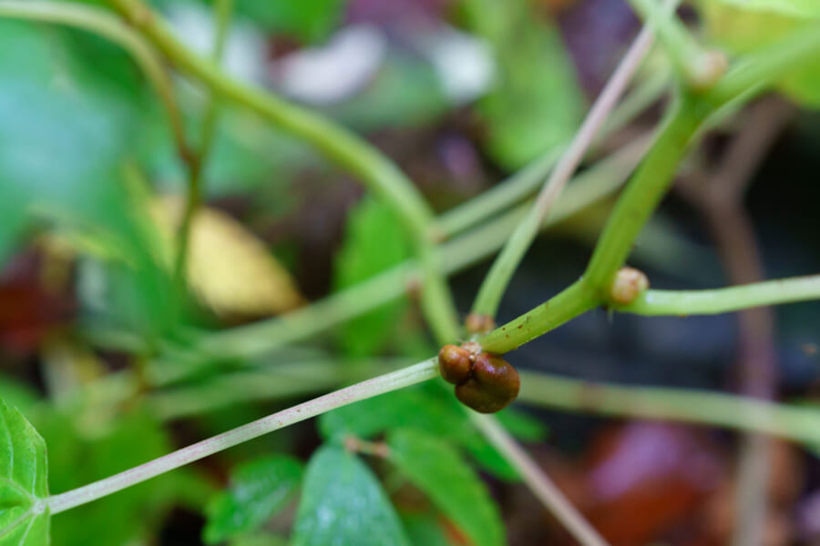 A Hiking Tour with Traditional Matagi Hunter in Japan's Virgin Beech Forest