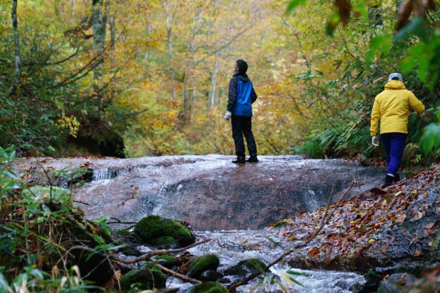 A Hiking Tour with Traditional Matagi Hunter in Japan's Virgin Beech Forest