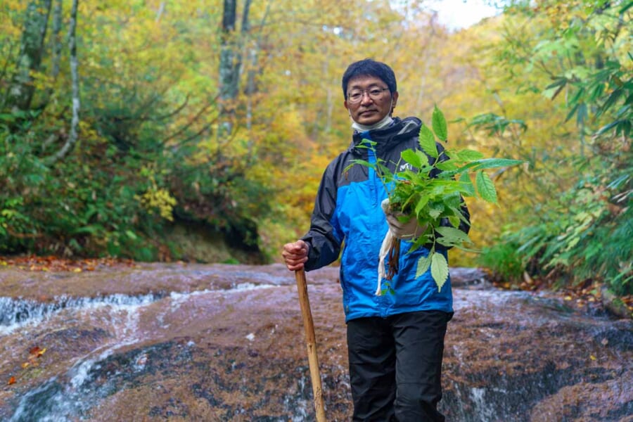 A Hiking Tour with Traditional Matagi Hunter in Japan's Virgin Beech Forest