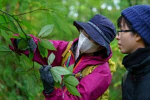 Shirakami Sanchi: Explore the Untouched Mountainous Region of Tohoku