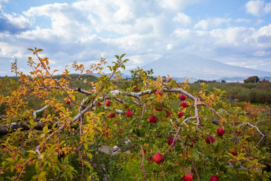Tohoku: How to Explore 5 Prefectures in 7 Days in Japan's North