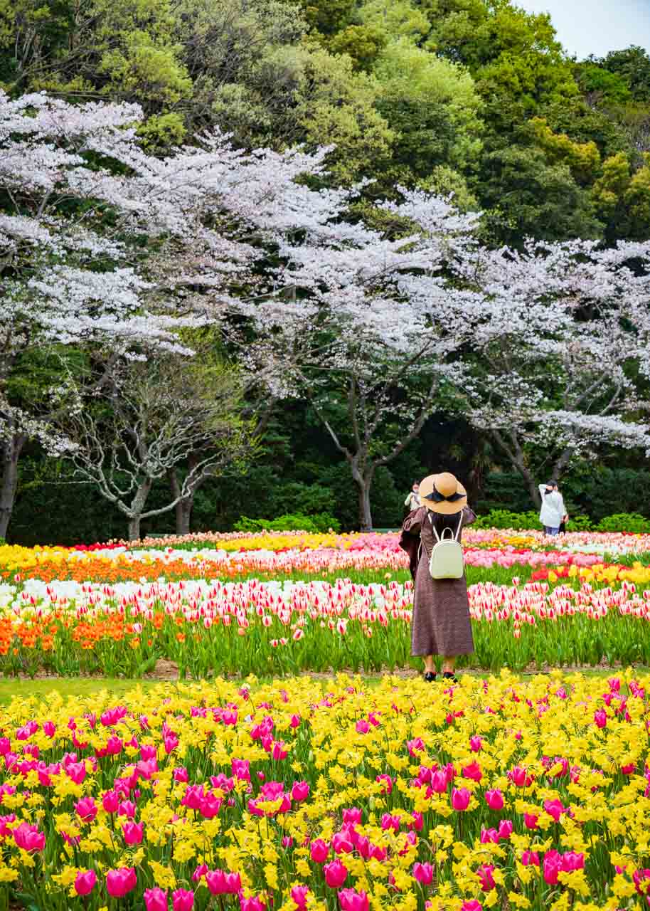 Hamamatsu City - A Hidden Gem of Japan in Every Season