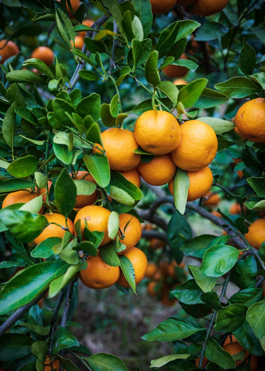 Hamamatsu City - A Hidden Gem of Japan in Every Season