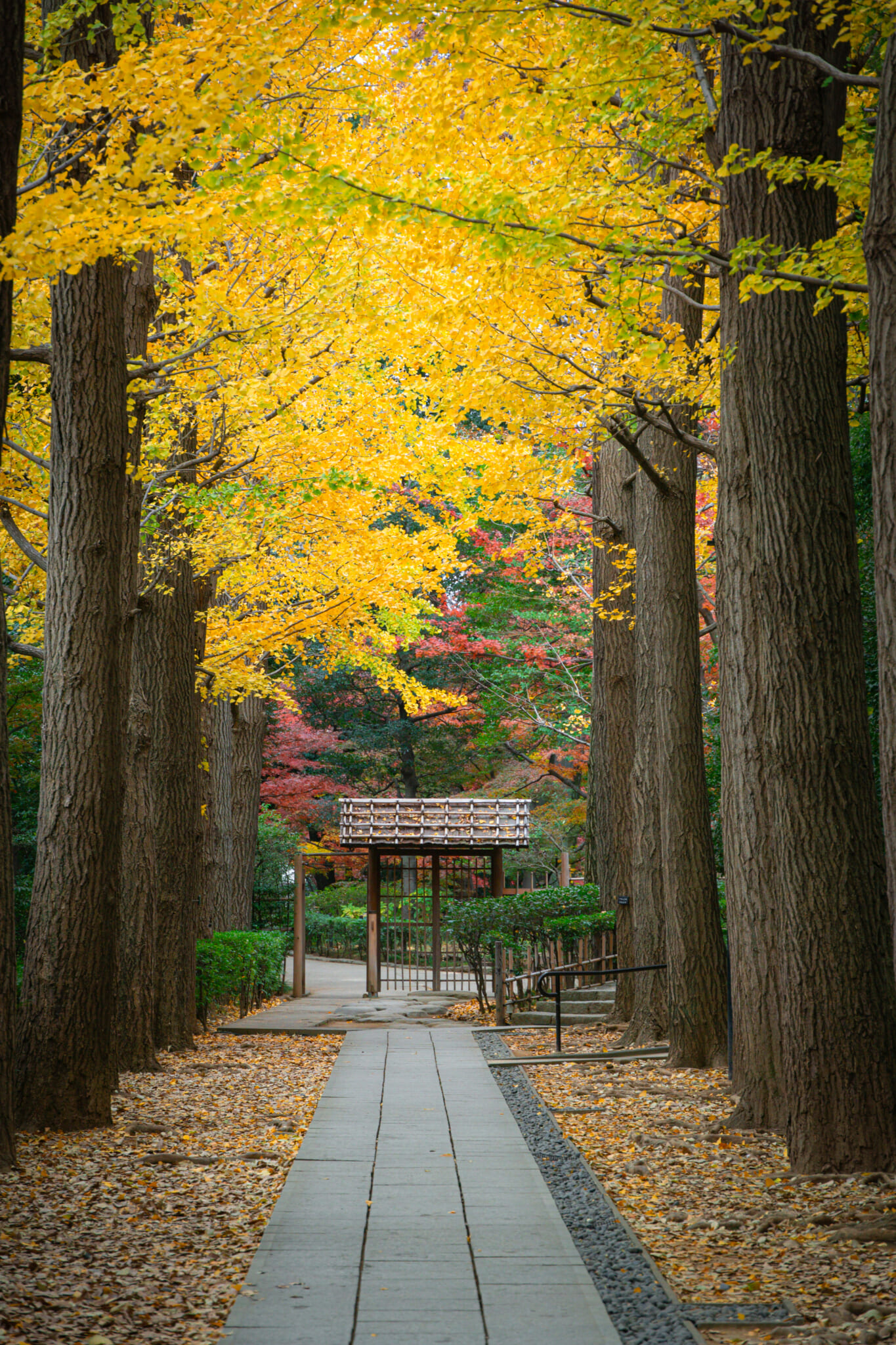 A Tokyo Insider's Guide to Ogikubo & Nishi-Ogikubo Neighborhood