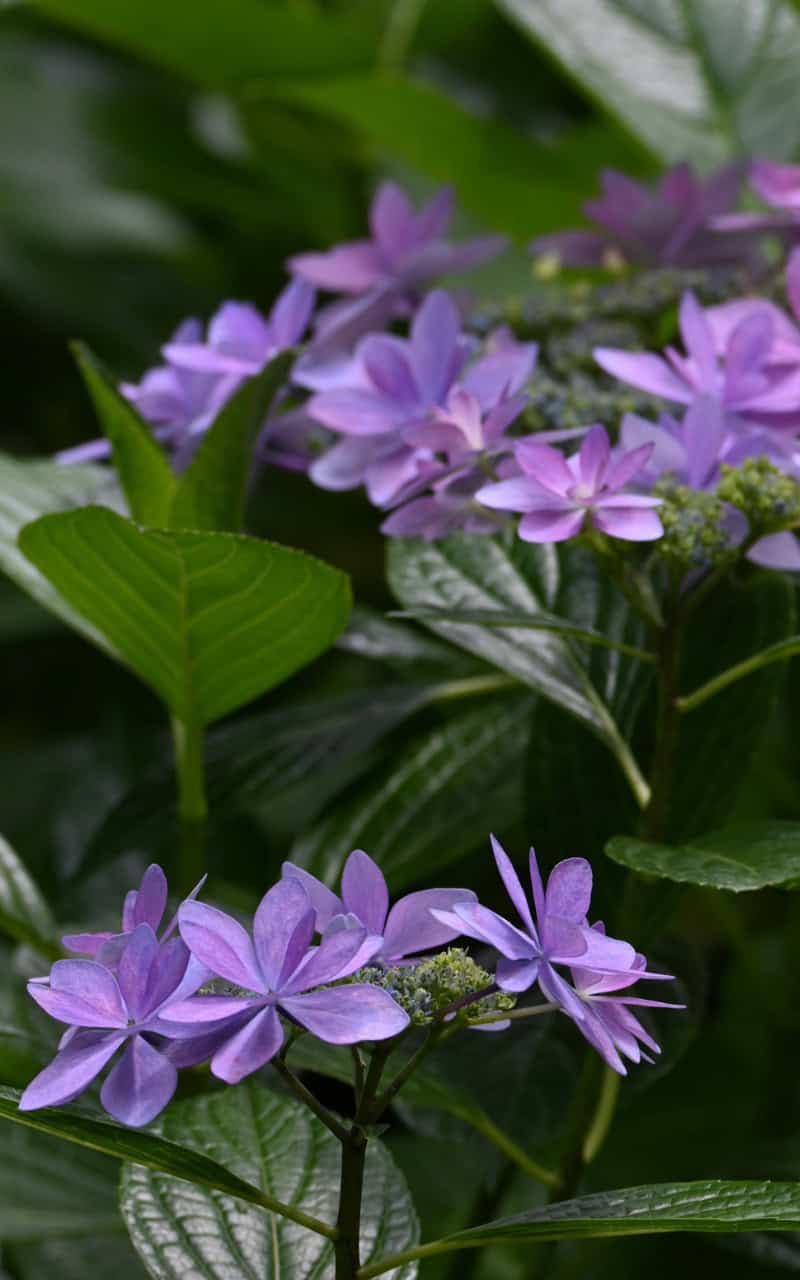 Ajisai: How to Enjoy Japan's Hydrangea Season to the Fullest