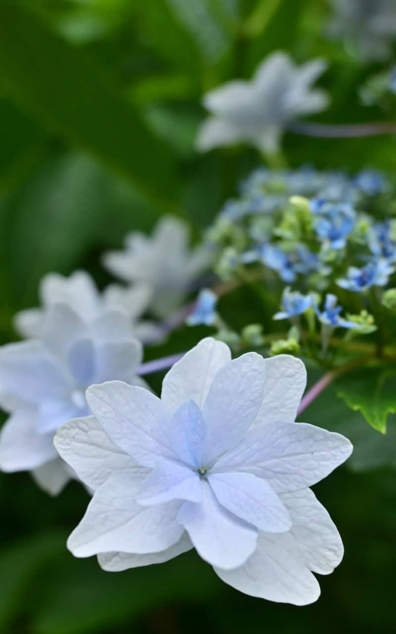 Ajisai: How to Enjoy Japan's Hydrangea Season to the Fullest