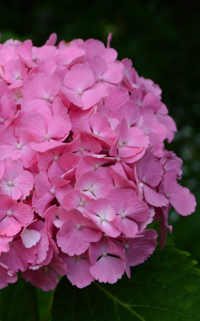 Ajisai: How to Enjoy Japan's Hydrangea Season to the Fullest
