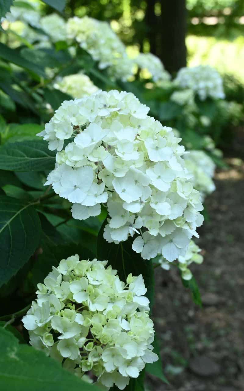 Ajisai: How to Enjoy Japan's Hydrangea Season to the Fullest