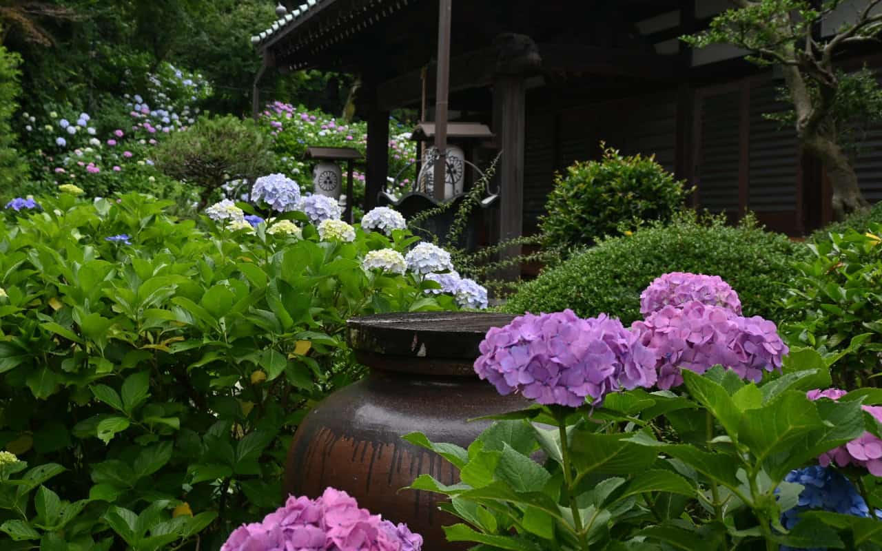 Ajisai: How to Enjoy Japan's Hydrangea Season to the Fullest
