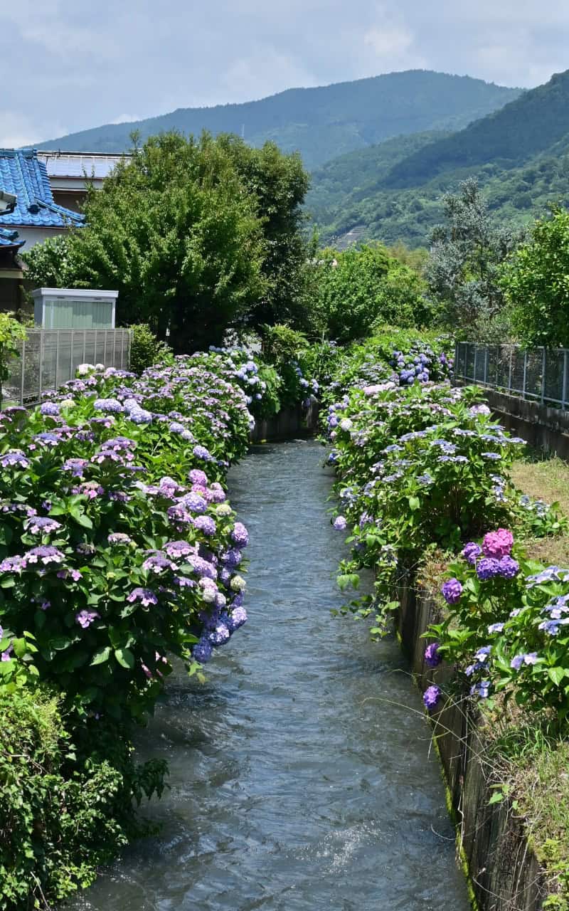 Ajisai: How to Enjoy Japan's Hydrangea Season to the Fullest