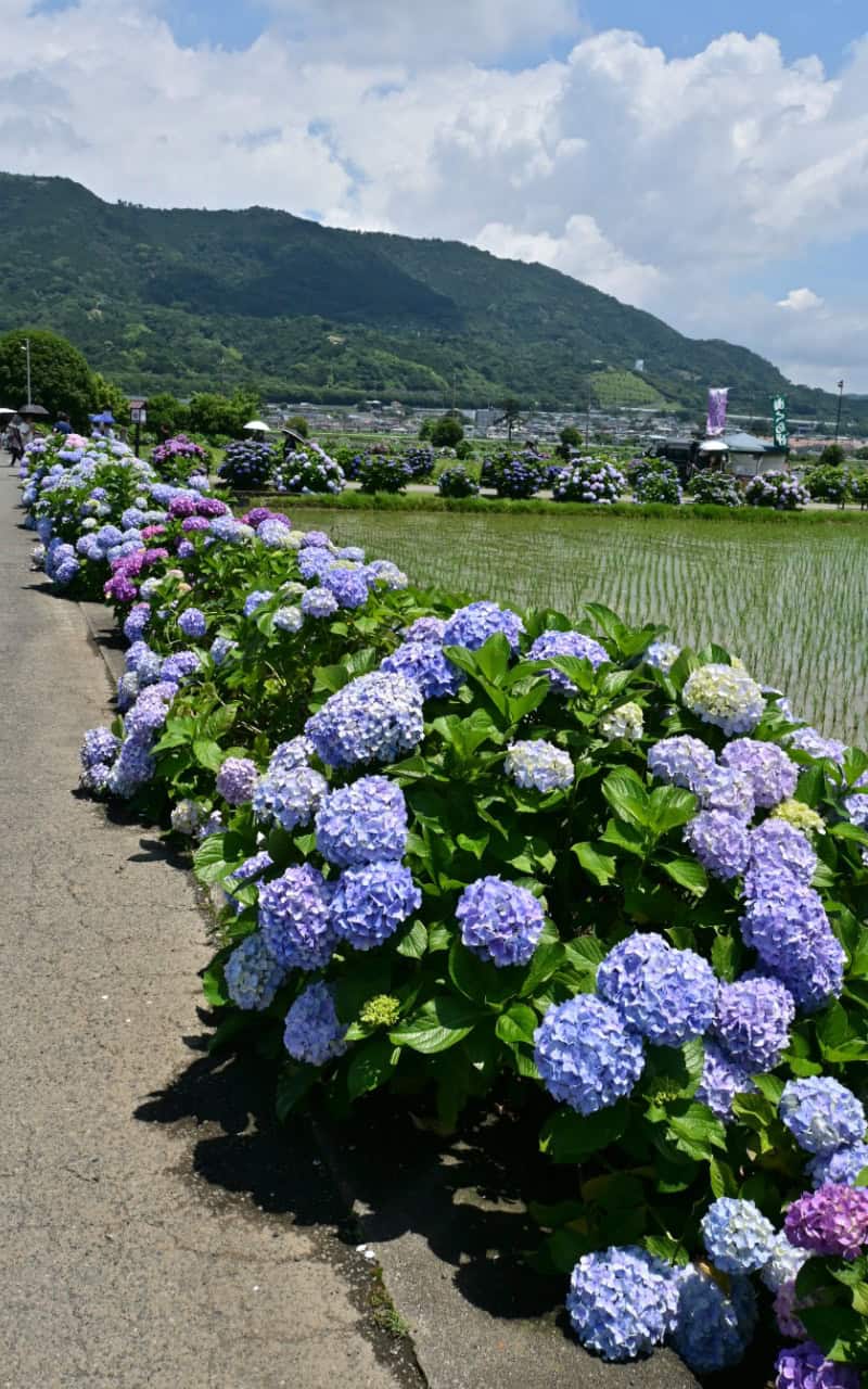 Ajisai: How to Enjoy Japan's Hydrangea Season to the Fullest