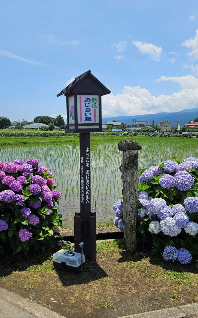 Ajisai: How to Enjoy Japan's Hydrangea Season to the Fullest