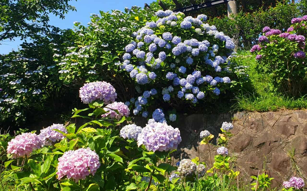 Ajisai: How to Enjoy Japan's Hydrangea Season to the Fullest