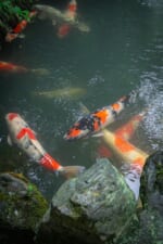 Akiruno: A Day Trip of Artist’s Cafes and Nature-infused in Tokyo