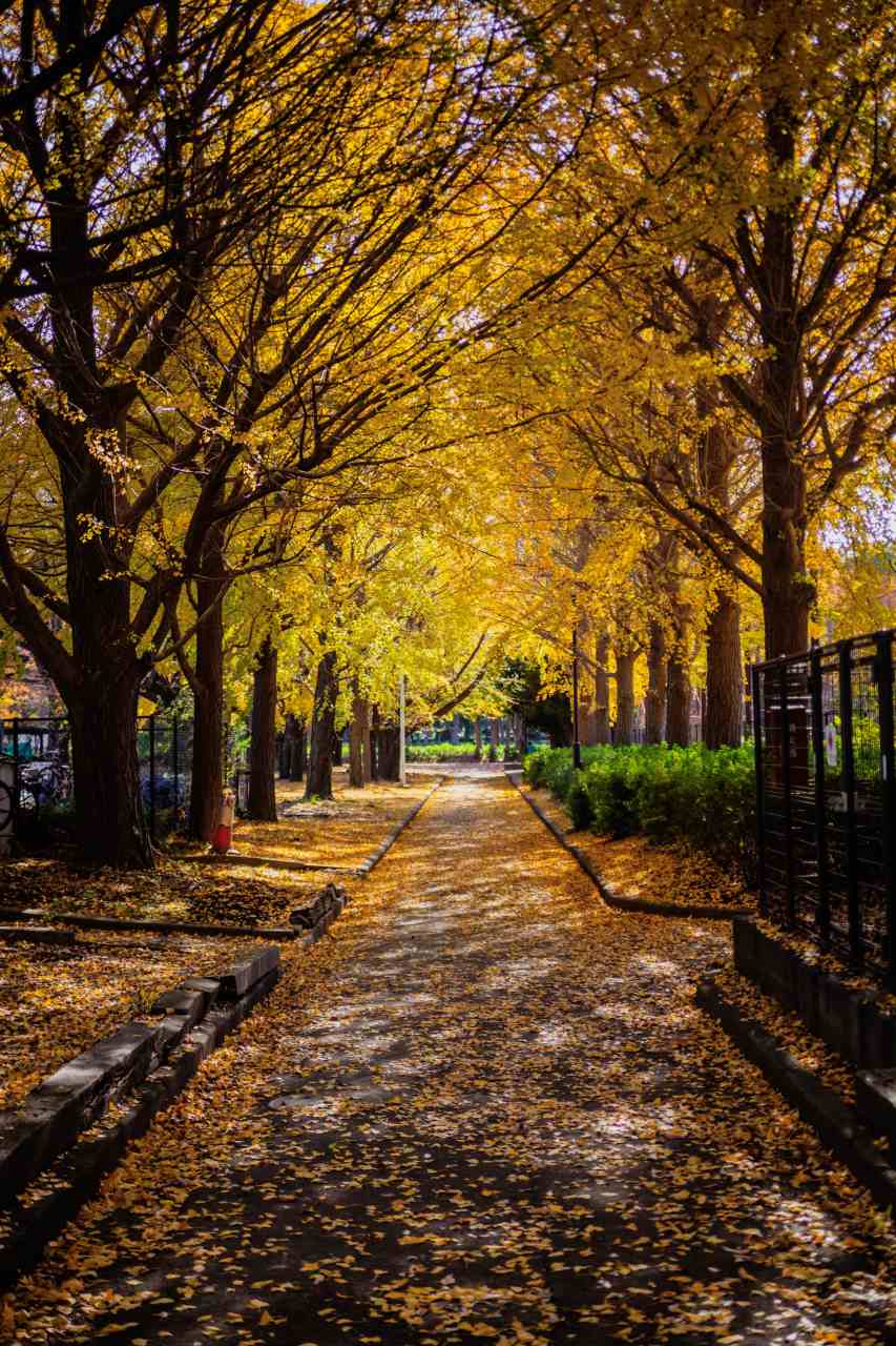 Tokyo Daibutsu, the Hidden Giant Buddha