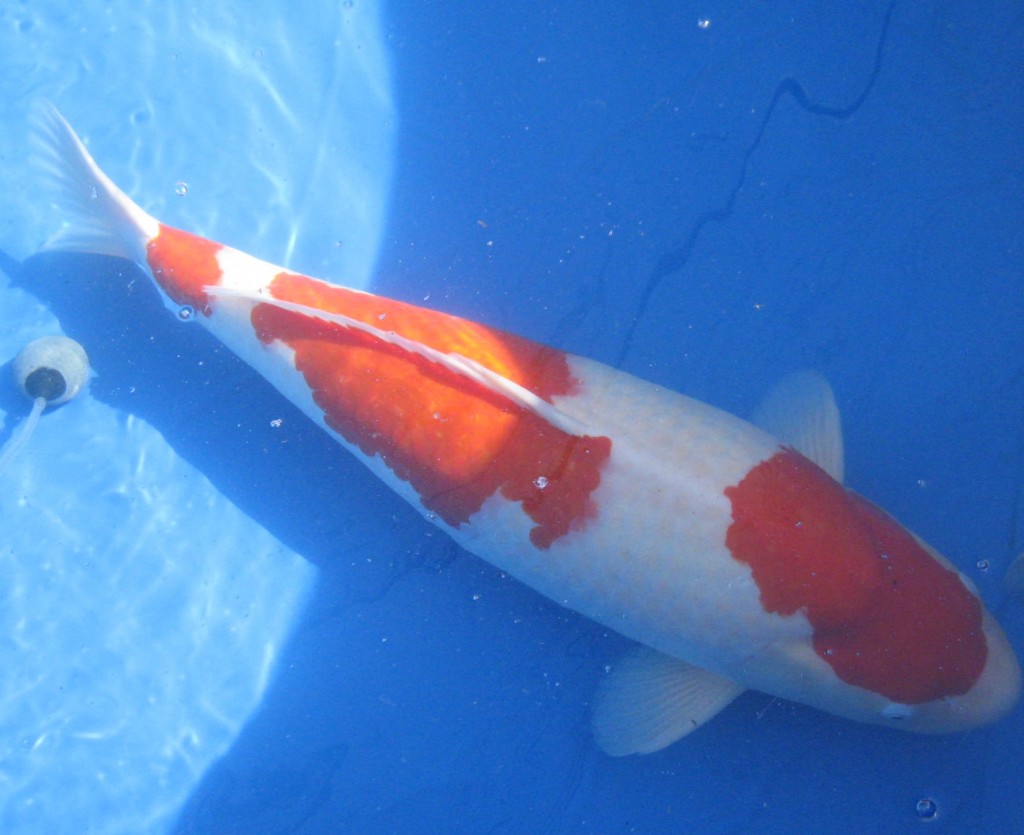 Yamakoshi : à la découverte de ce village rural à l'histoire étonnante