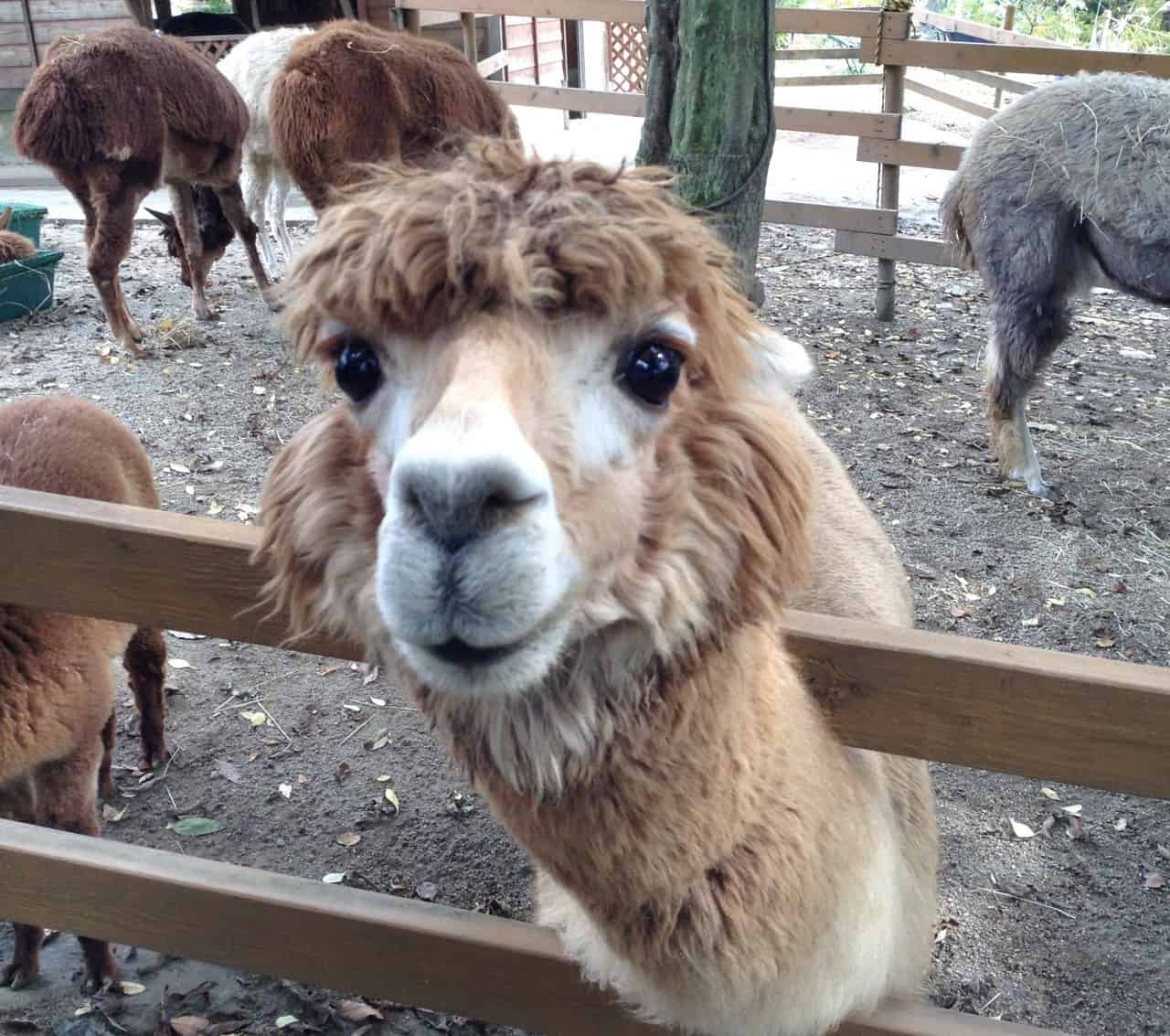 Yamakoshi : à la découverte de ce village rural à l'histoire étonnante