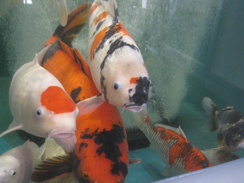 L'élevage des carpes koï japonaises à Yamakoshi - VOYAPON FR