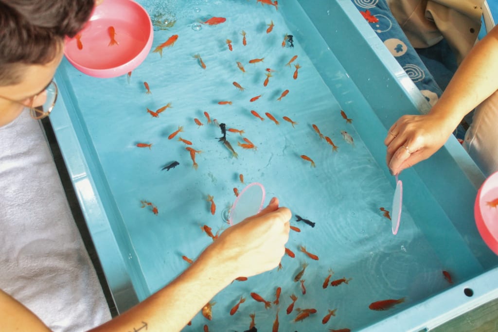 Entrez dans le monde des poissons rouges à Nagasu