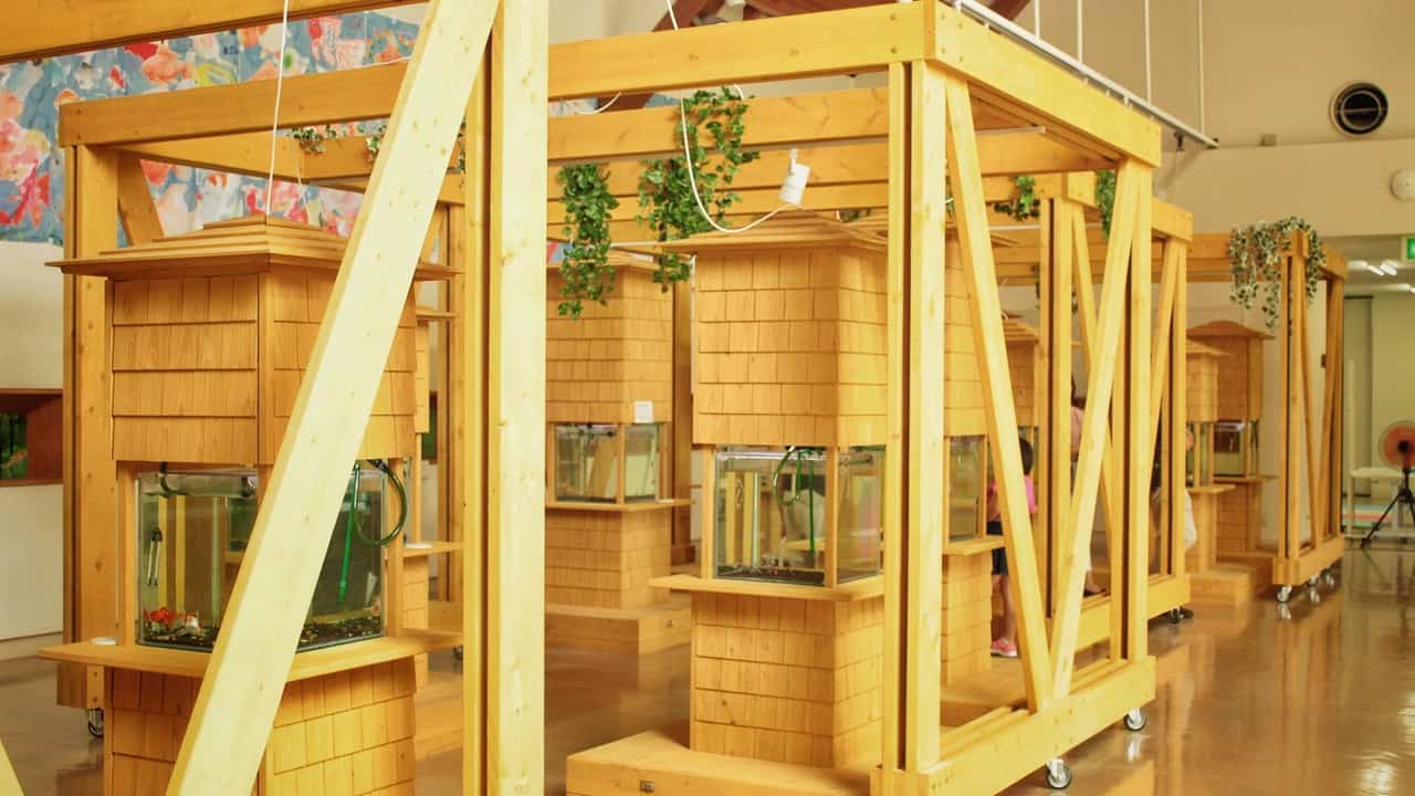 Entrez dans le monde des poissons rouges à Nagasu