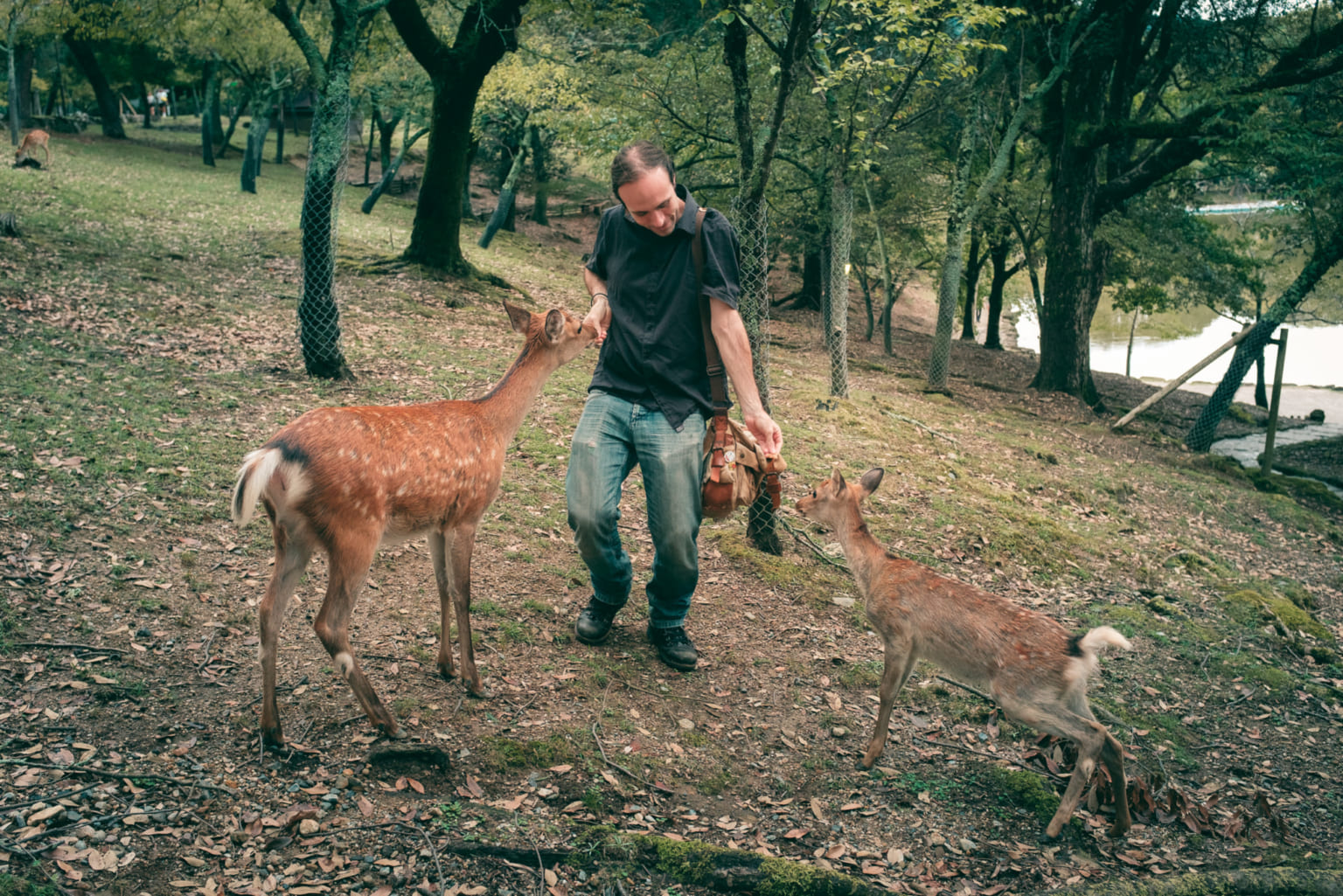 Le parc de Nara : découvrez ses daims et ses monuments