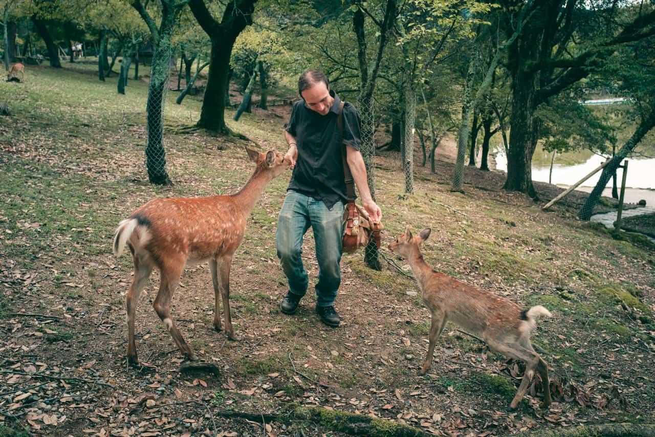 Le parc de Nara : découvrez ses daims et ses monuments