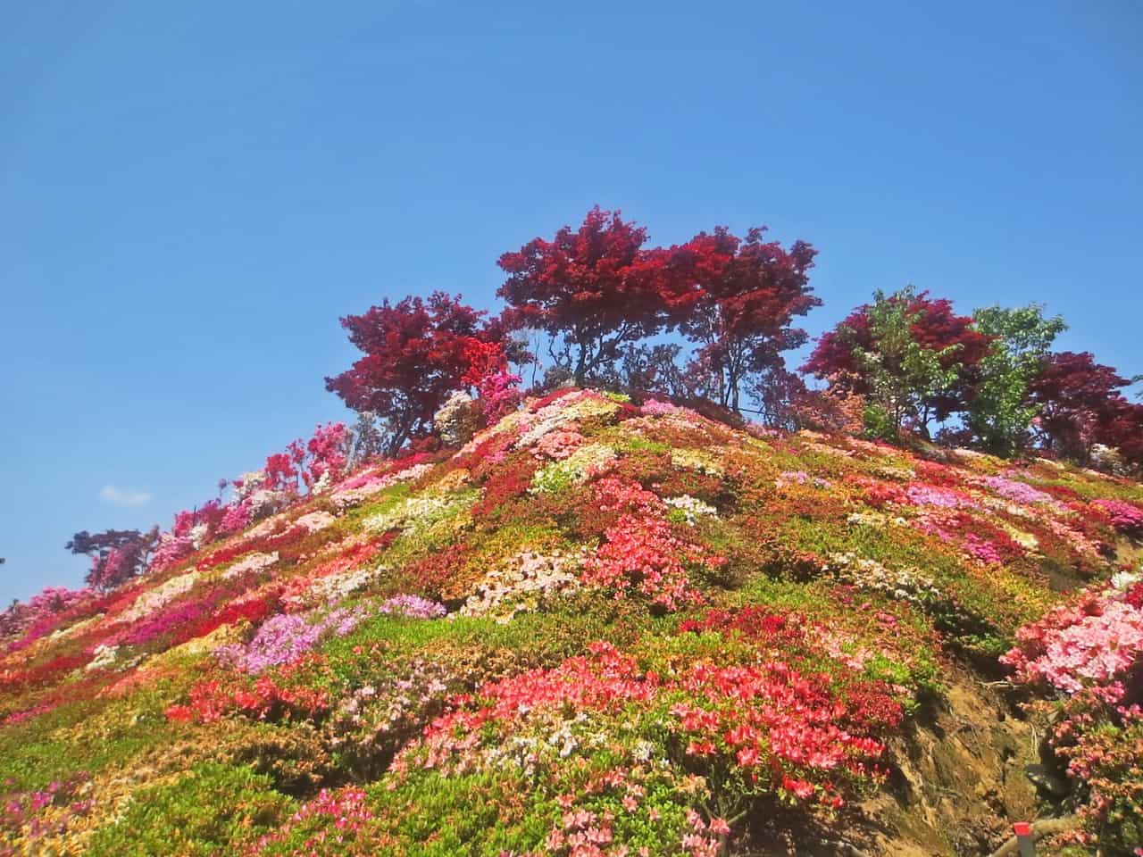 Festival de las Azaleas: paraíso de arte impresionista natural