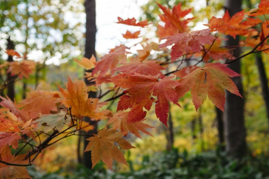 El desfiladero de Hoheikyo: disfruta del momiji en Hokkaido