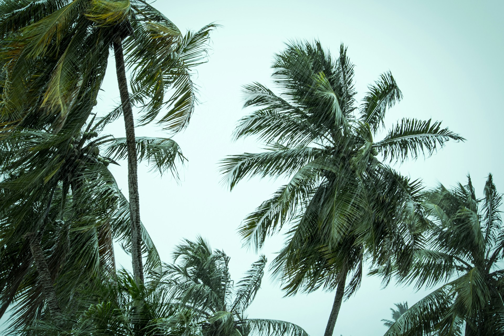 I Tifoni in Giappone: la Storia dei più Catastrofici e Come Comportarsi